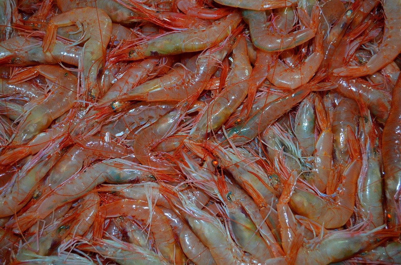 The shrimp: its origin, the varieties, cooking it